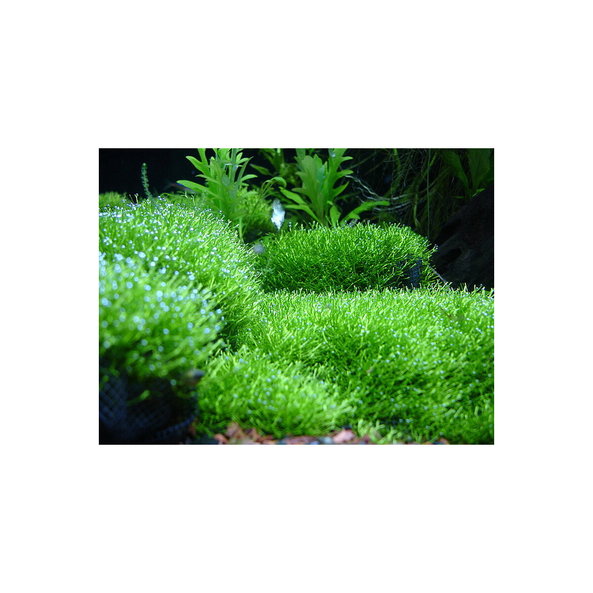 Sternlebermoos, 6,90